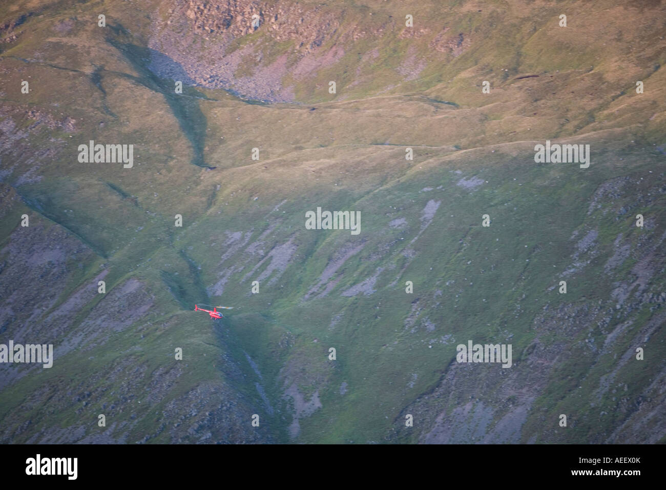 Helicopter sheep hi-res stock photography and images - Alamy