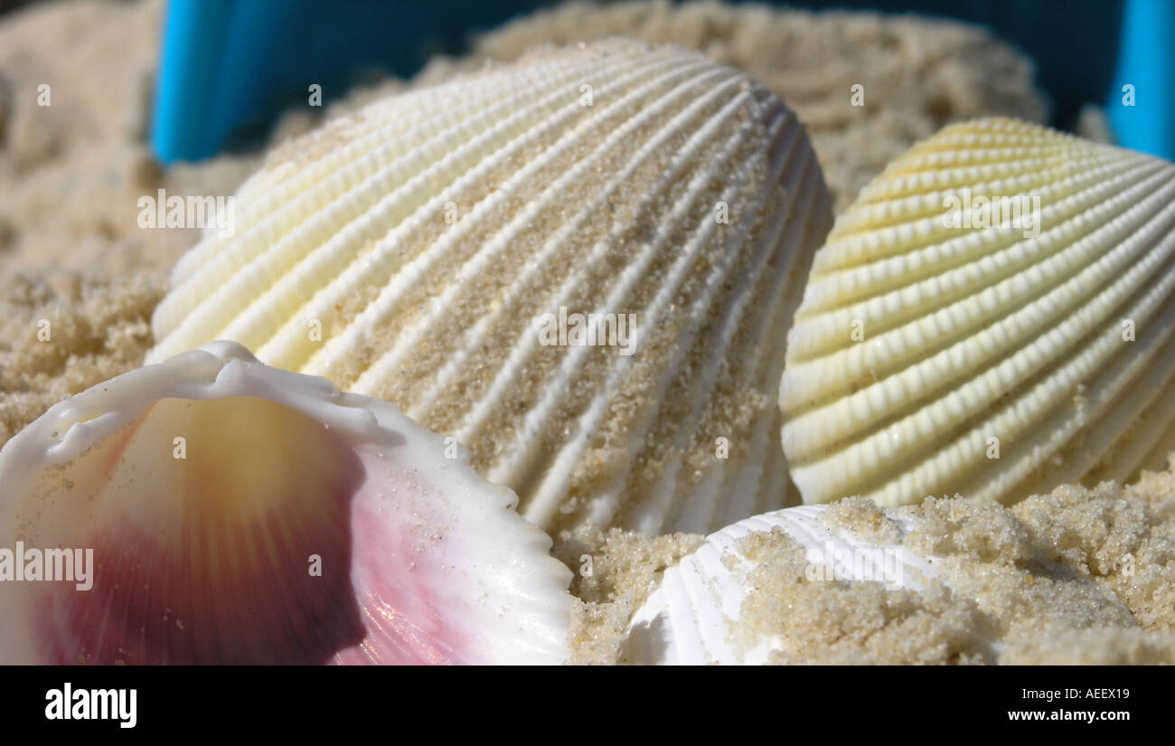 White sea shells on a sandy beach Stock Photo - Alamy