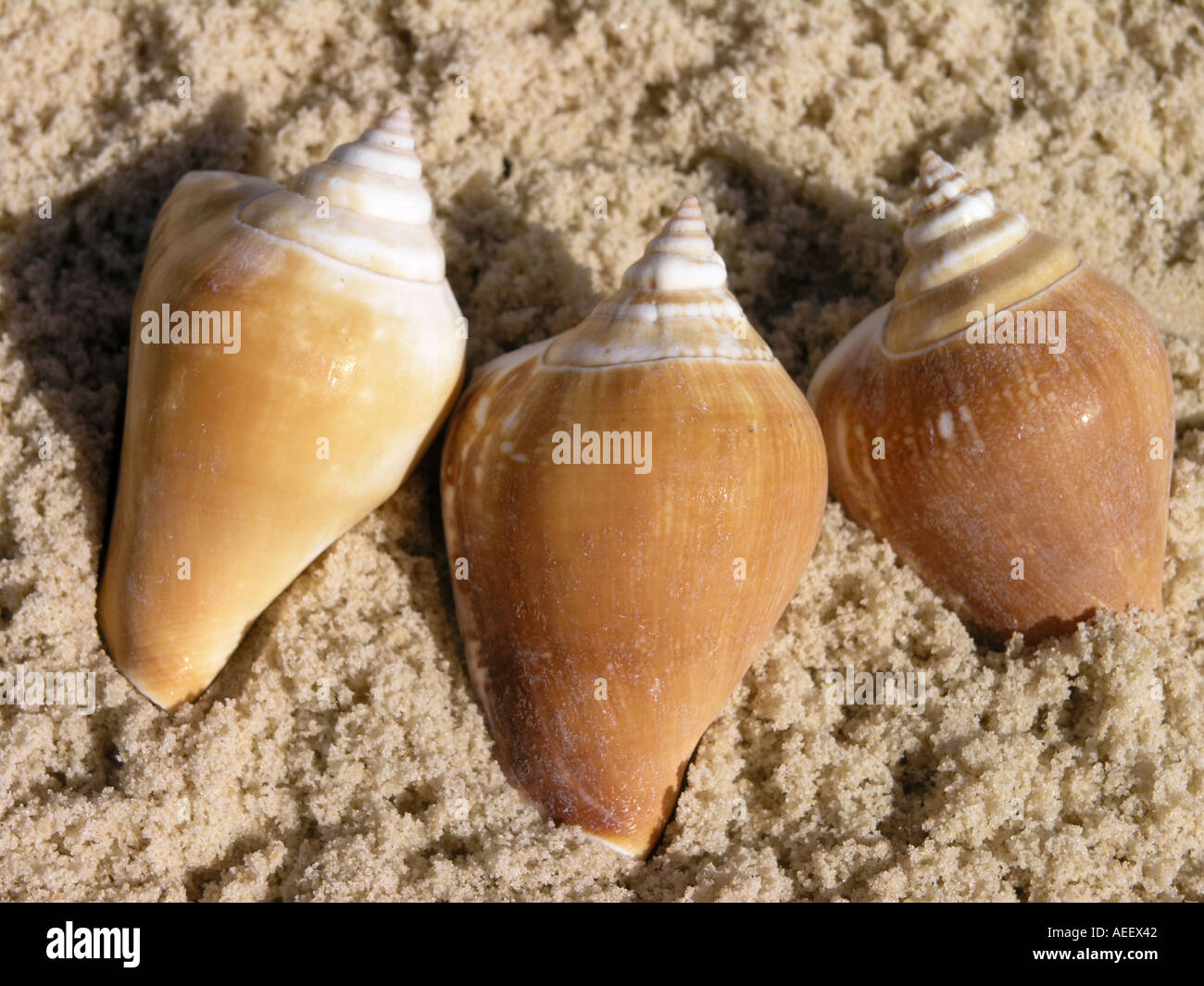 Three brown pointed sea shells on a beach Stock Photo - Alamy
