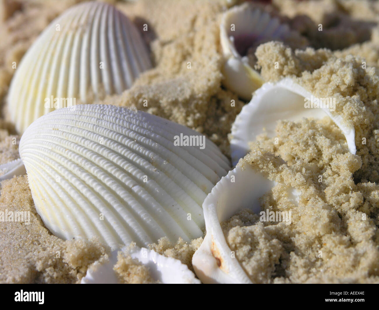 white shells on beach Stock Photo - Alamy