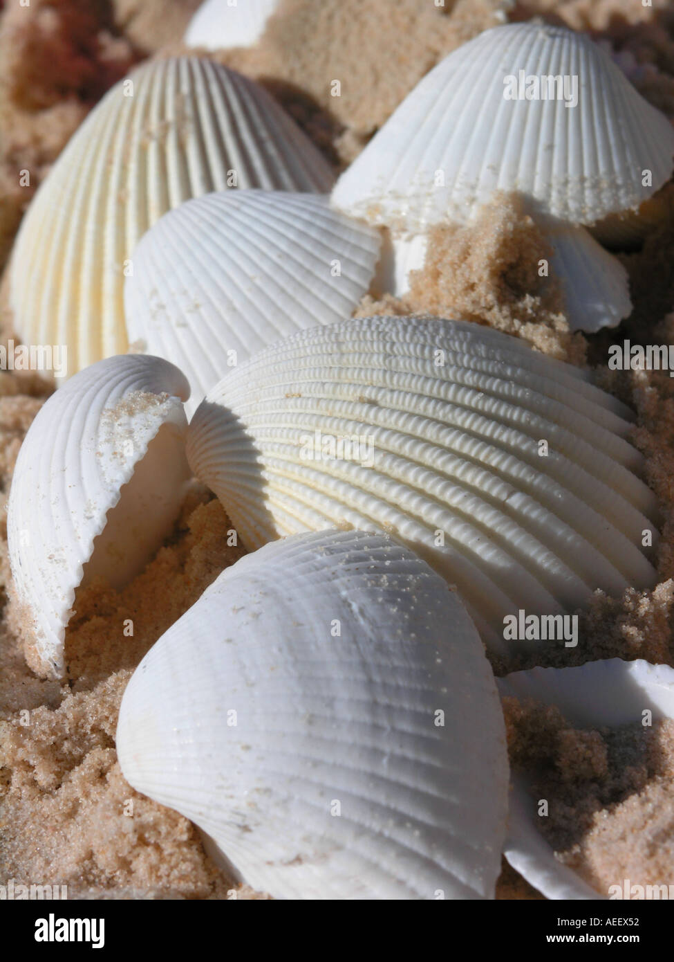 White sea shells on a sandy beach Stock Photo - Alamy