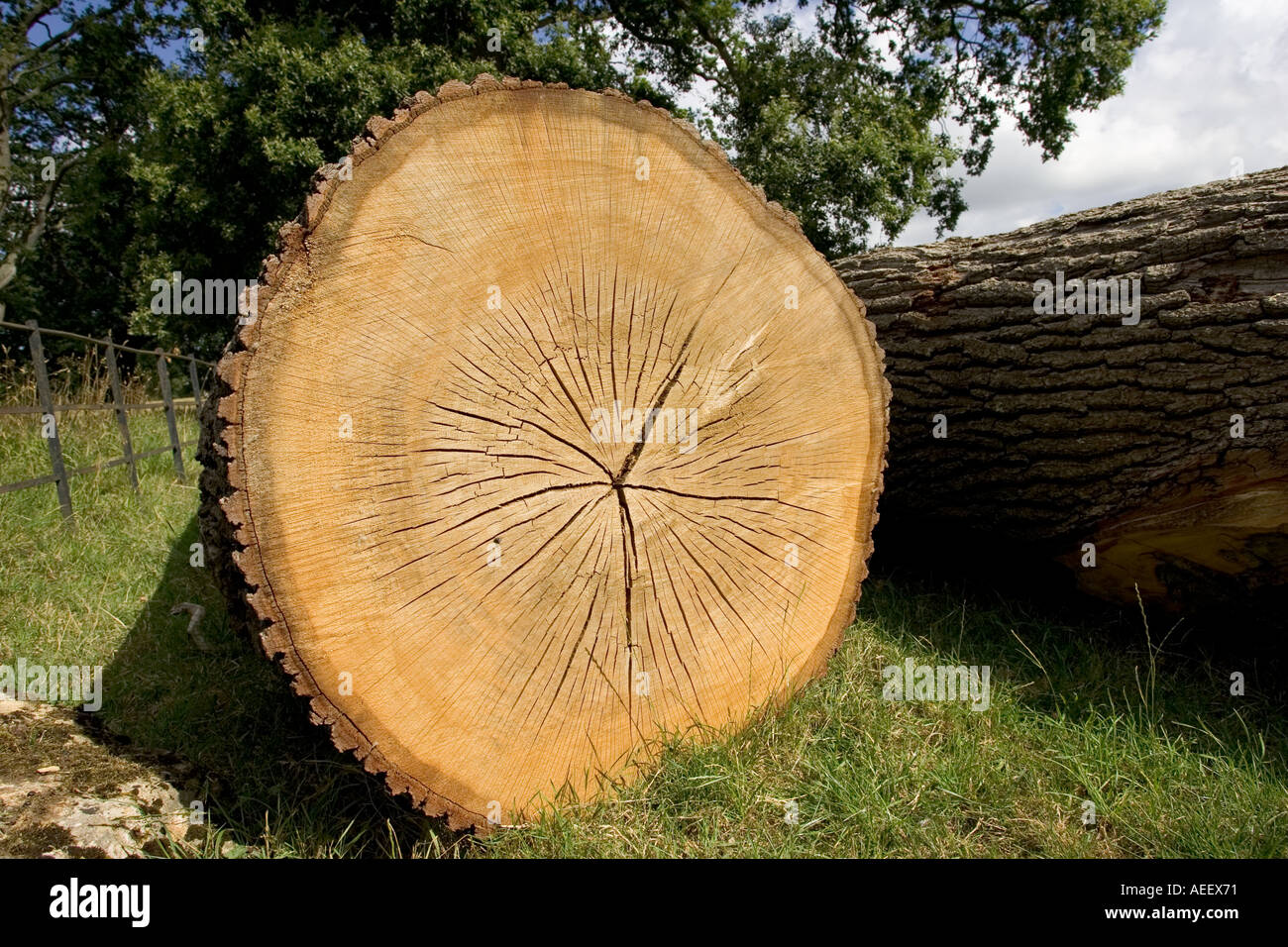 Cross section of large tree rings hi-res stock photography and images ...