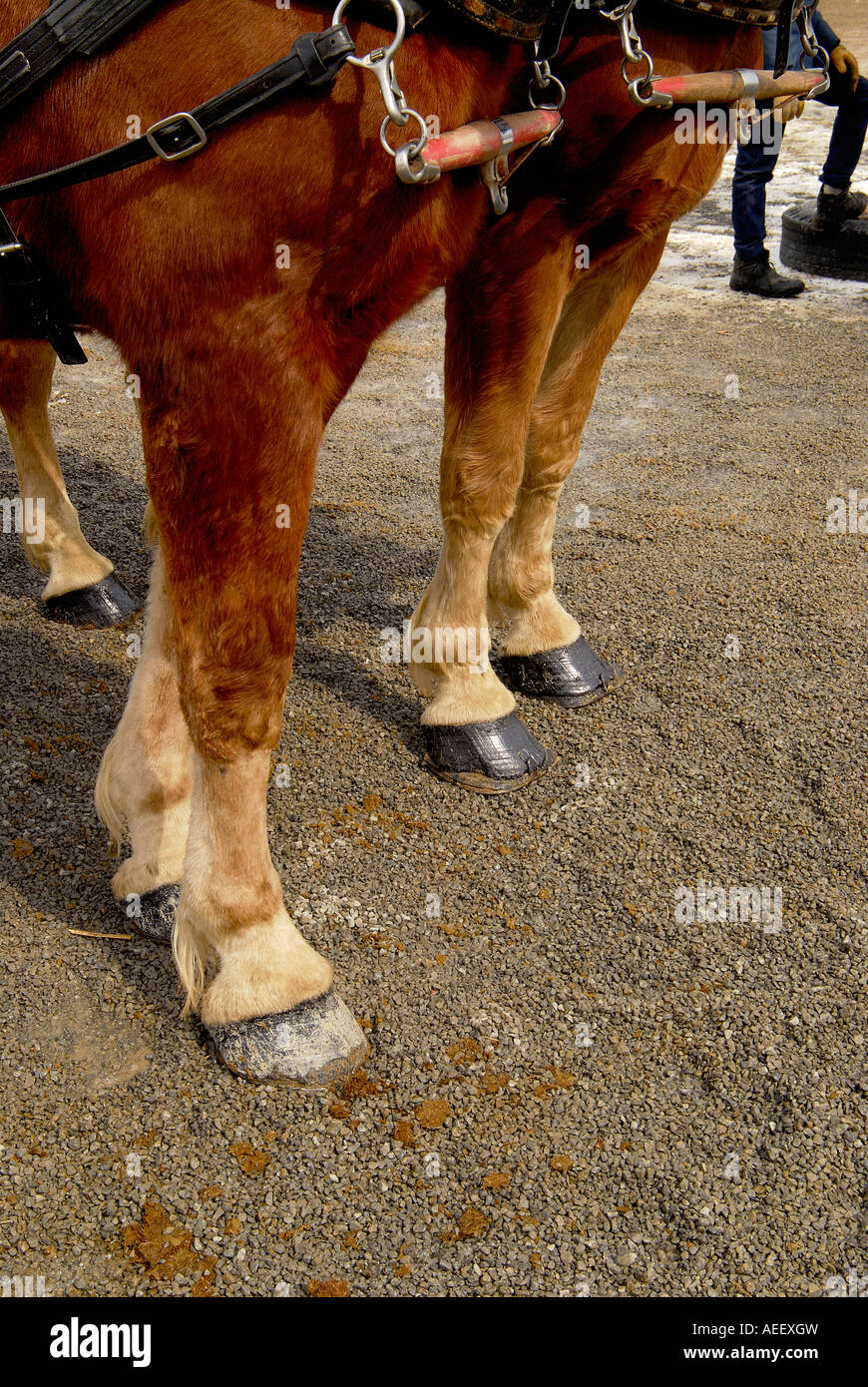 Amish horses ready for auction in Mt Hope Ohio Stock Photo - Alamy