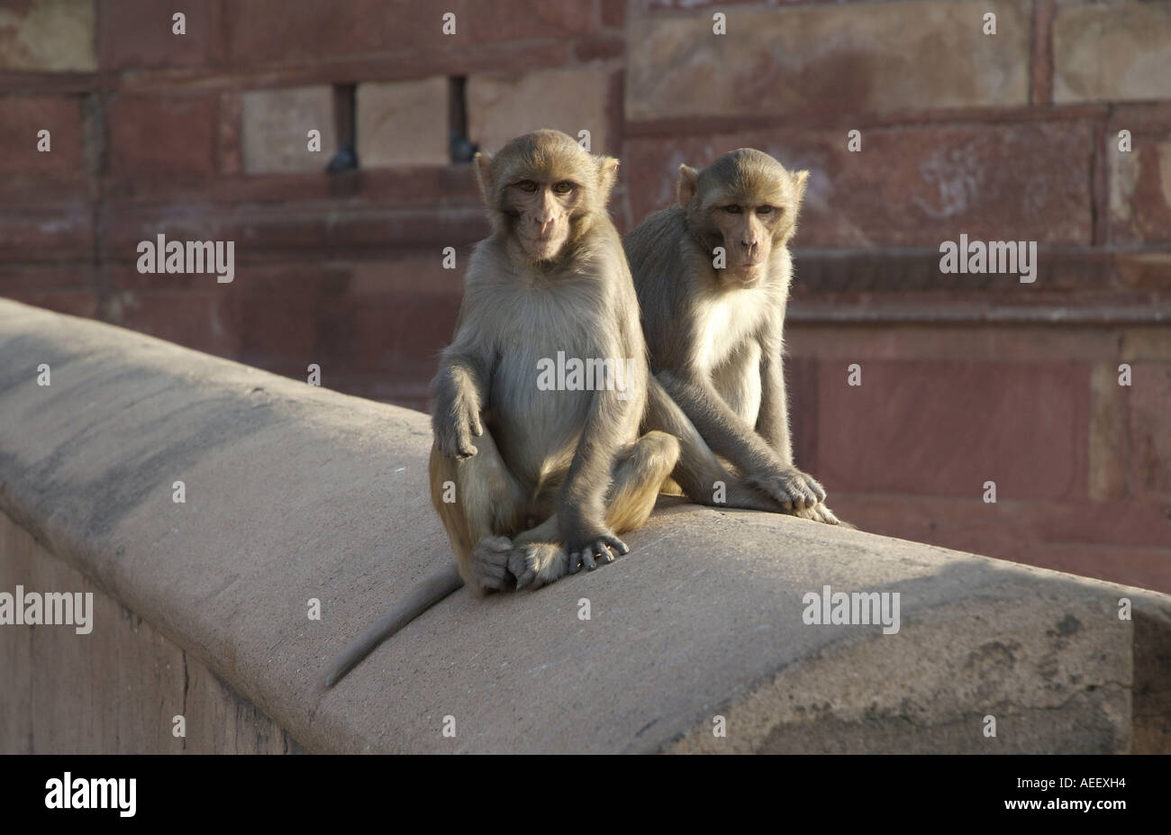 Monkeys at Agra Fort in India Stock Photo - Alamy