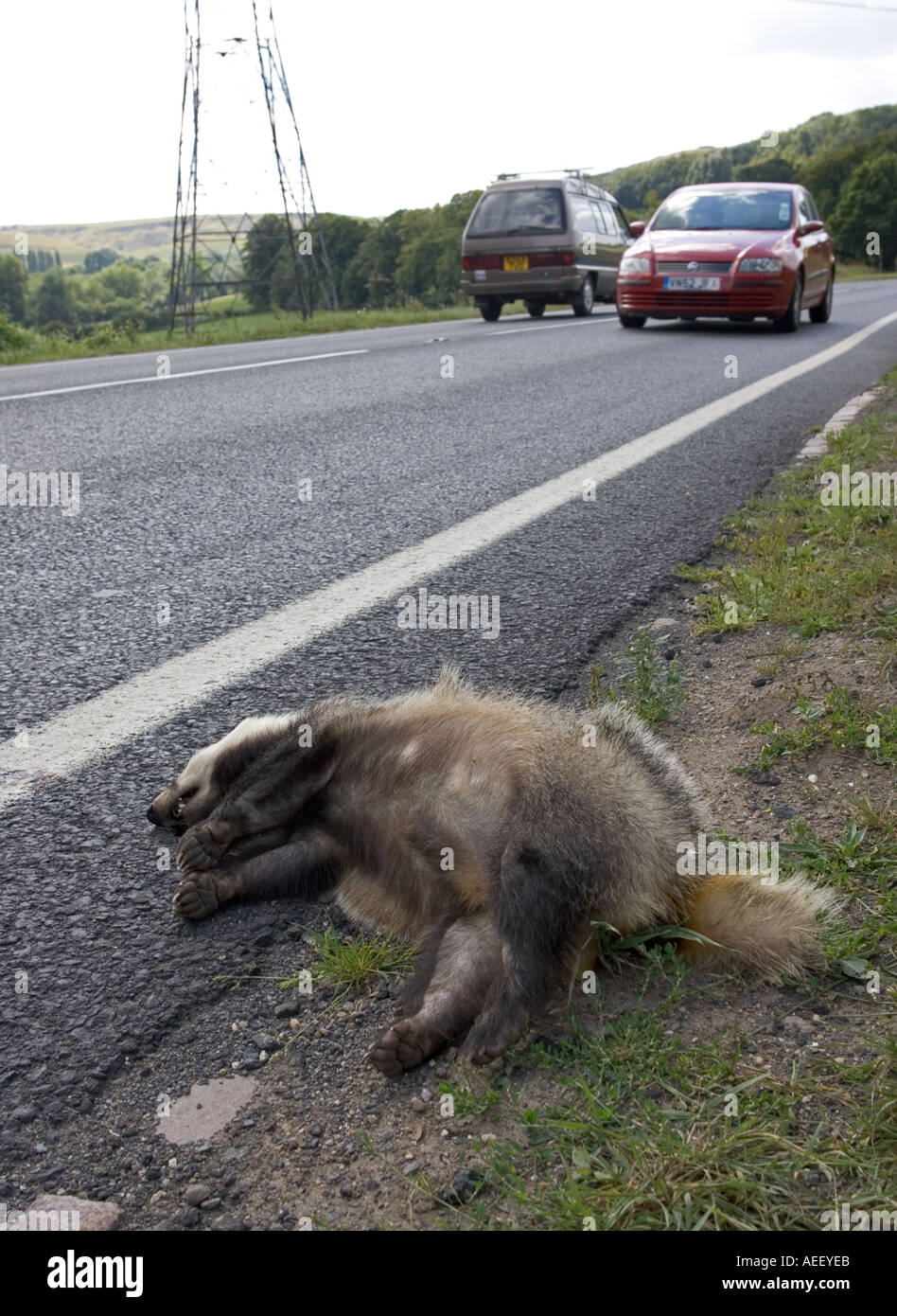 Dead badger at roadside Cotswolds UK Stock Photo - Alamy