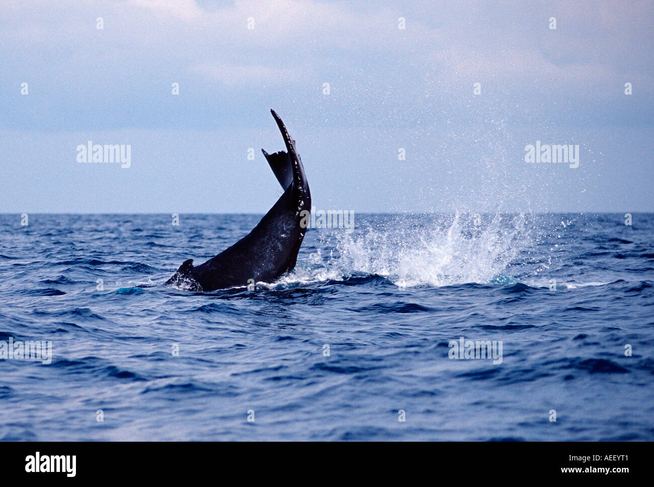 Humpback whale tail fin Megaptera novaeangliae Silverbanks Caribbean ...