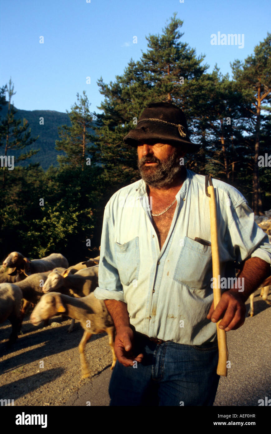 Transhumance Alpes-Maritimes 06 Provence PACA France Stock Photo - Alamy
