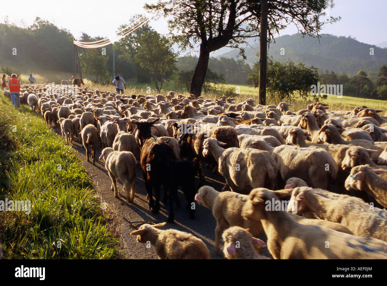 Transhumance Alpes-Maritimes 06 Provence PACA France Stock Photo - Alamy