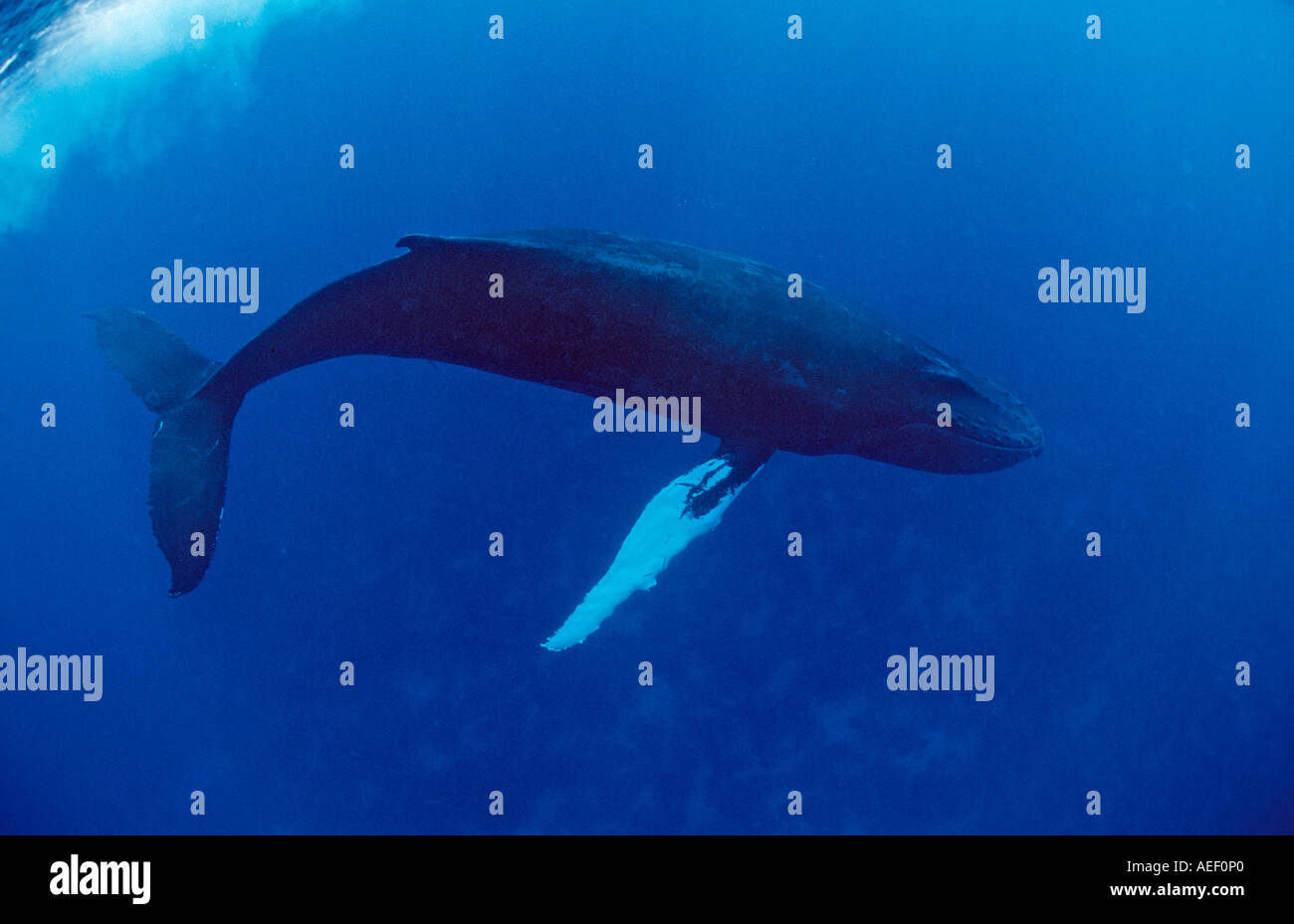 Humpback Whale Calf Nursing