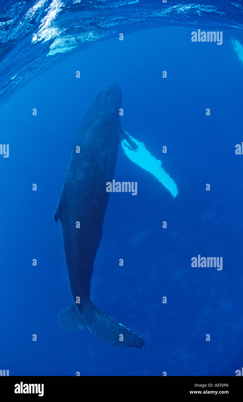 Humpback whale Female Megaptera novaeangliae Silverbanks Caribbean Sea ...