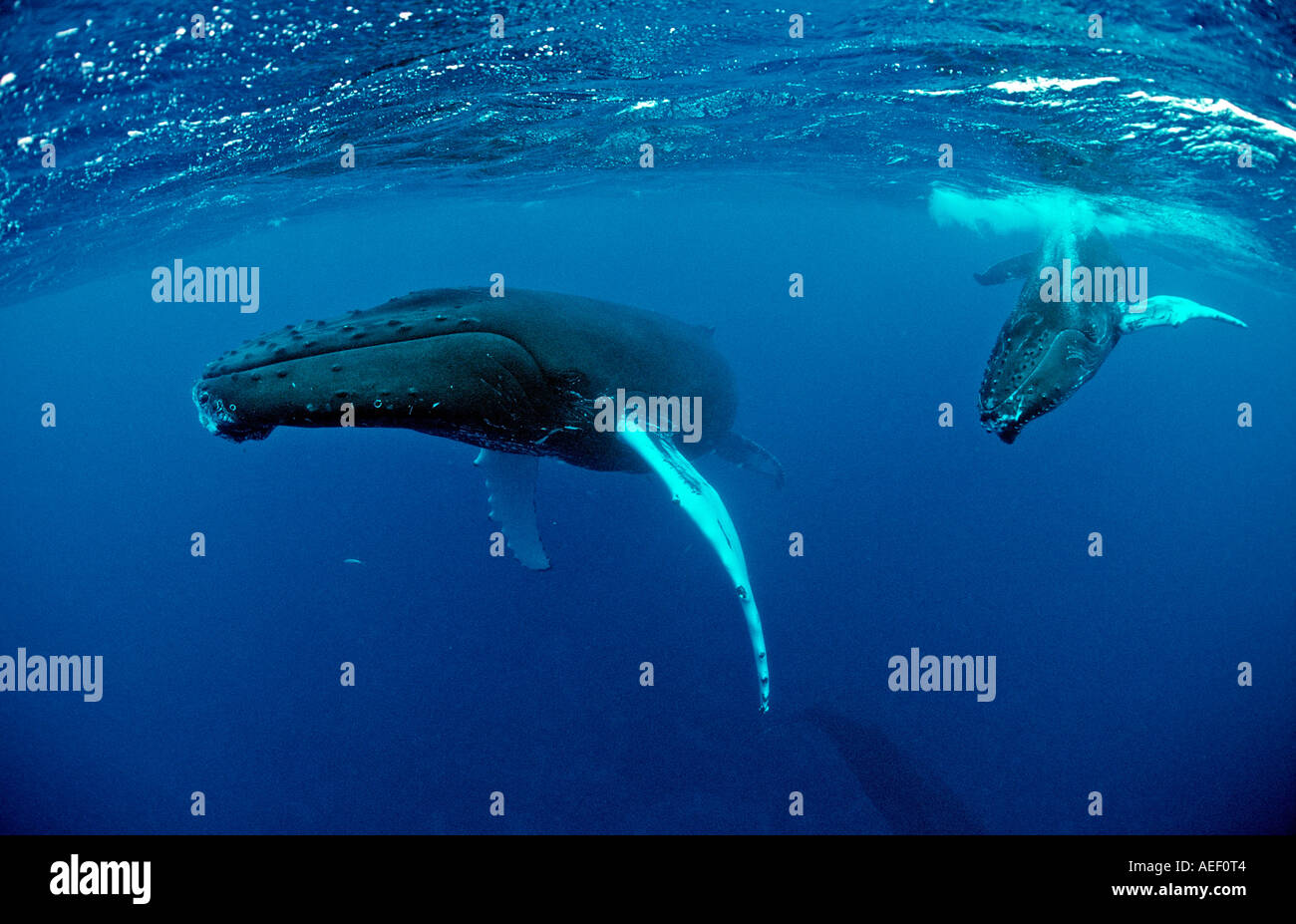 Humpback Whale Calf Nursing