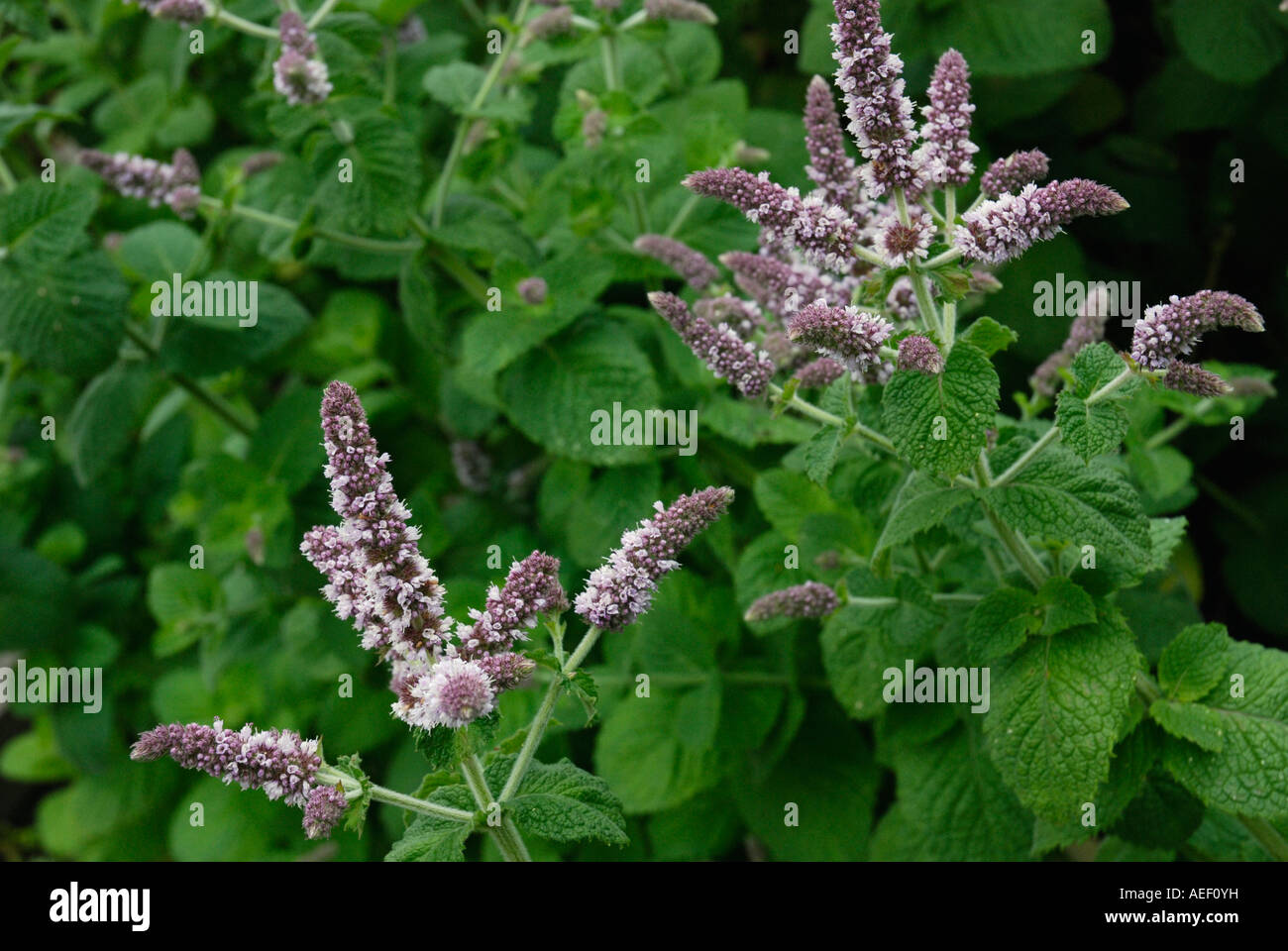 Mentha rotundifolia hi-res stock photography and images - Alamy