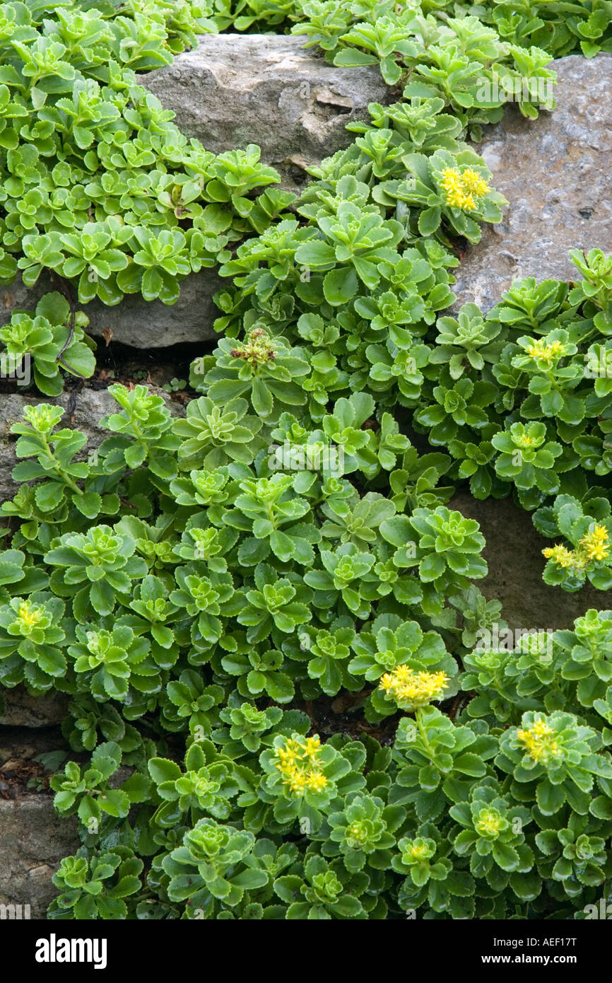 Sedum with yellow flowers Stock Photo - Alamy