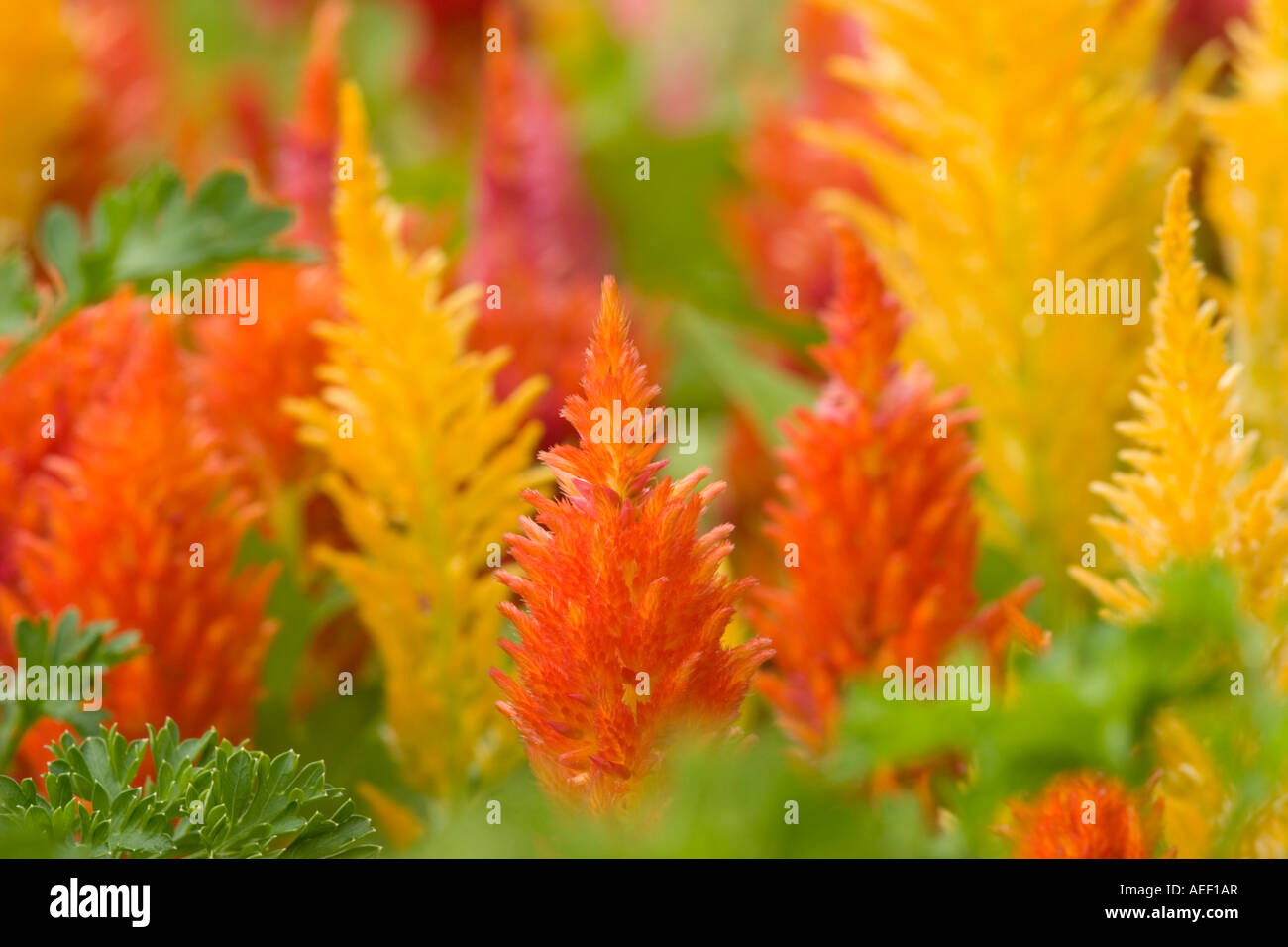 Spiky celosia hi-res stock photography and images - Alamy