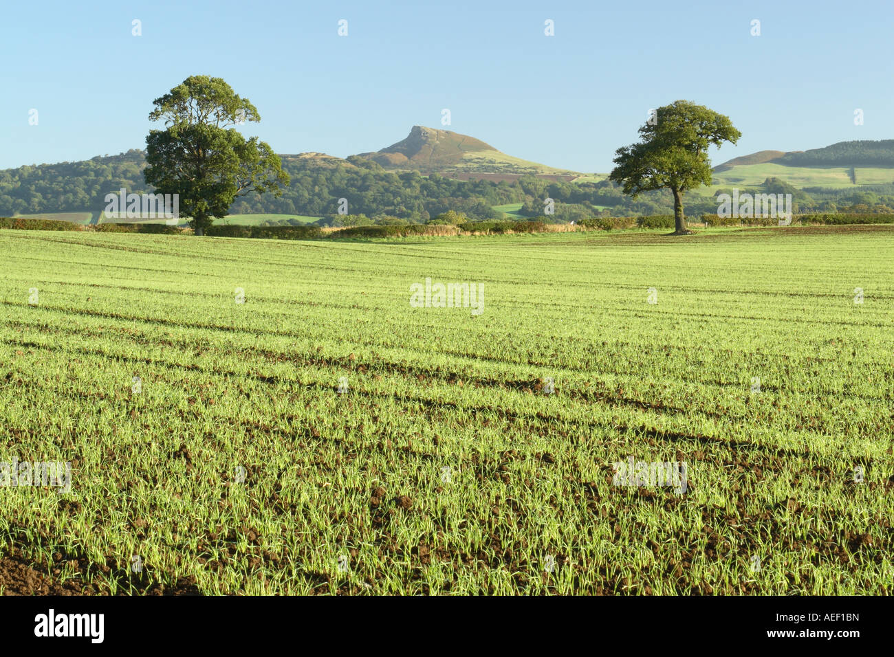 A field full of green shoots of new growth crop with Roseberry Topping ...