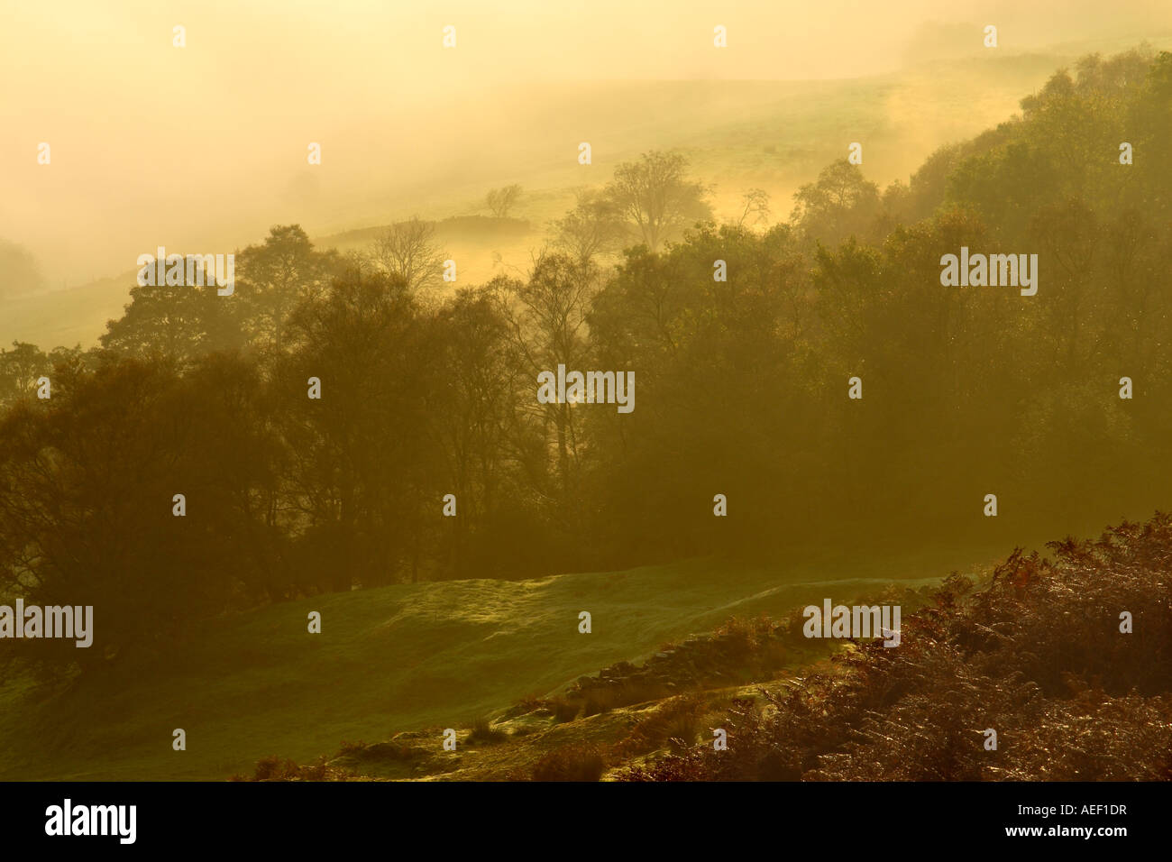 Backlit trees in low mist in Rosedale creating patterns of light and ...
