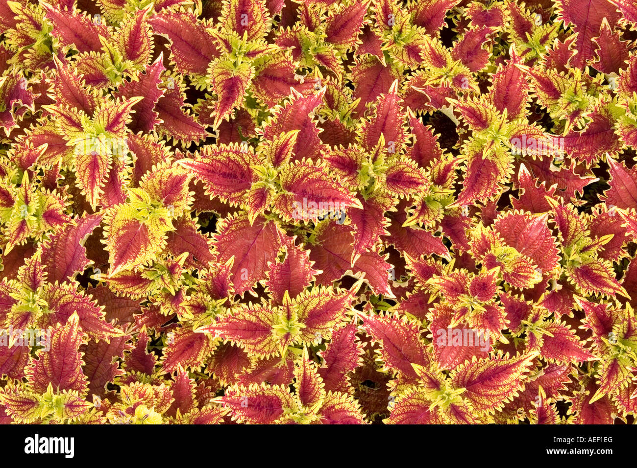 Triangle leaves hi-res stock photography and images - Alamy