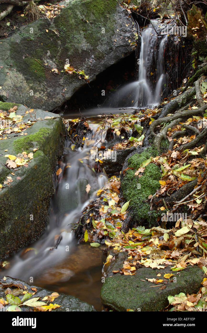 Small watercourse flows through woodland where leaves have fallen ...