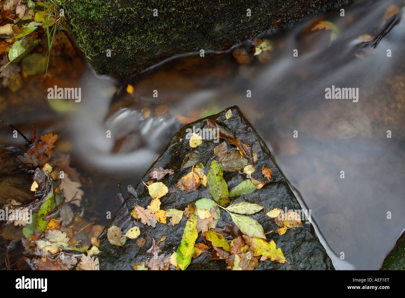 Small watercourse flows around boulders where leaves have fallen during ...