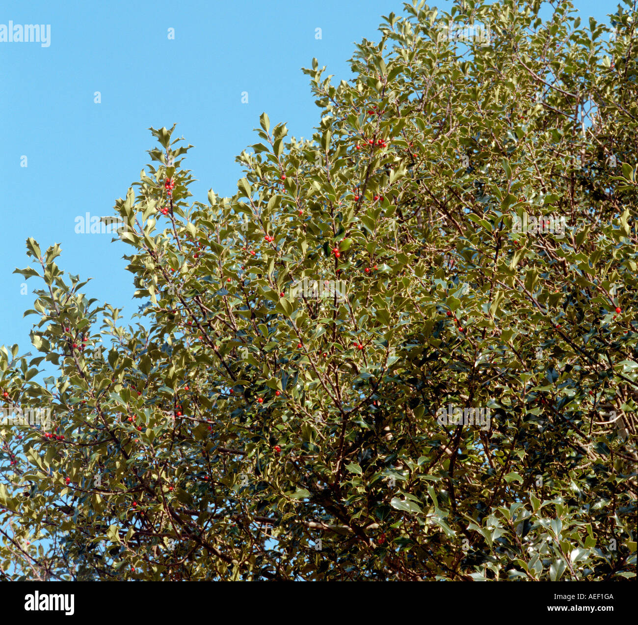 Common Holly Tree Ilex Aquifolium against a clear winter sky Stock ...