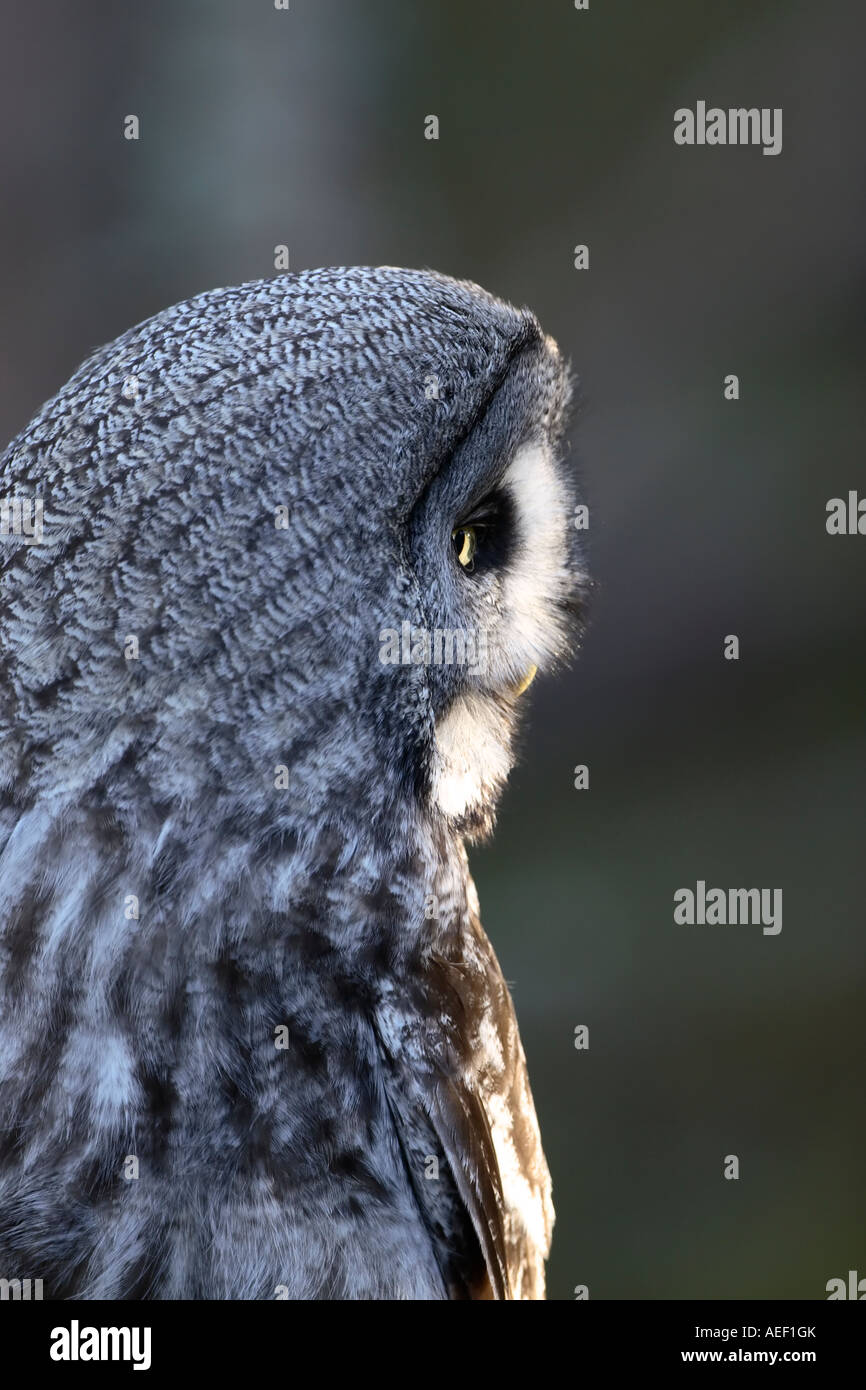 Great Gray Owl Full Body