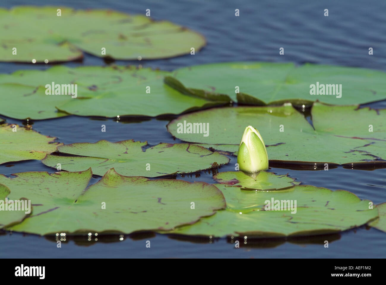 Fragrant water lily Fragrant White lily pads wetlands aquatic wetland ...