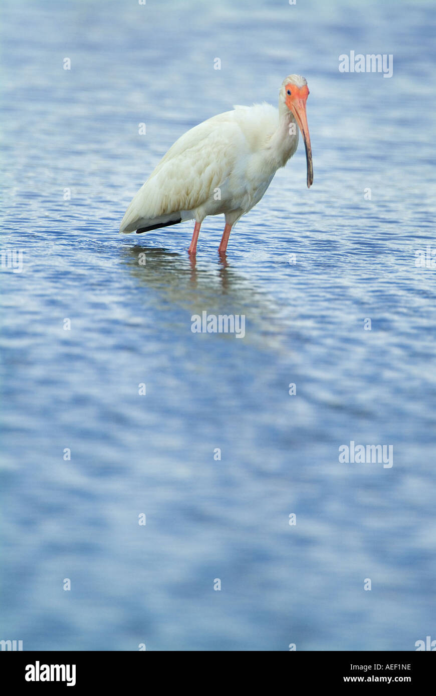 white ibis Eudocimus albus bird birds wetlands Stock Photo - Alamy