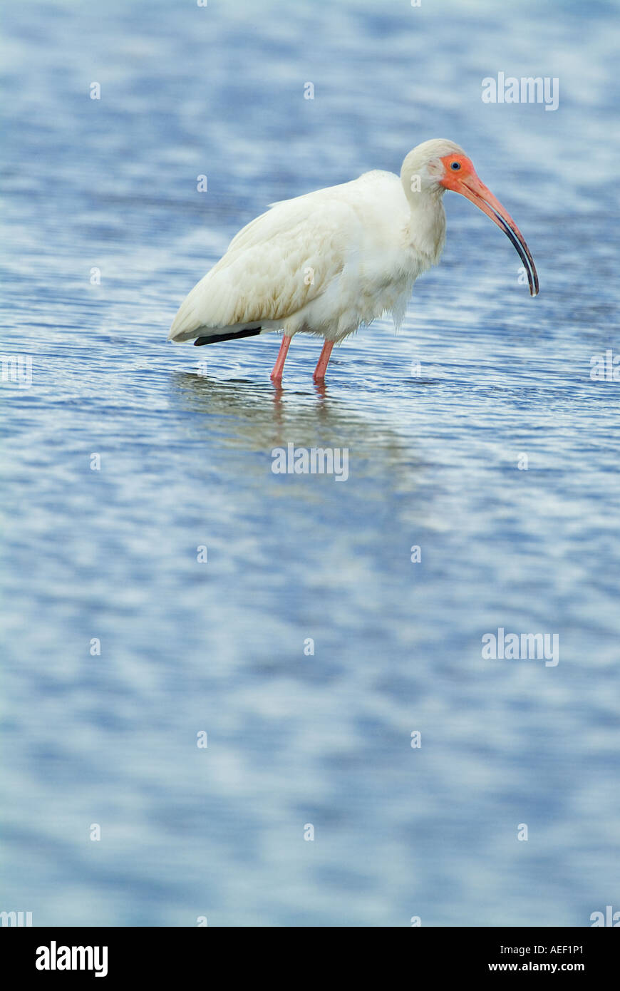 white ibis Eudocimus albus bird birds wetlands Stock Photo - Alamy