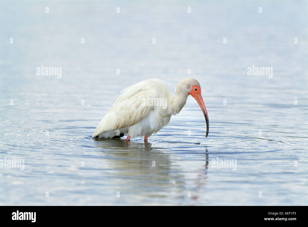 white ibis Eudocimus albus bird birds wetlands Stock Photo - Alamy