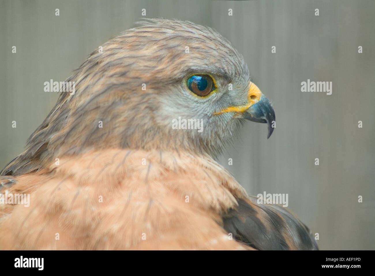 Red Shouldered Hawk profile birds raptor Stock Photo - Alamy
