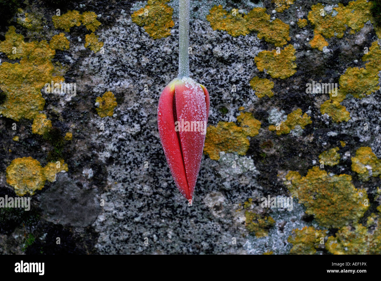Frost covered tulip hi-res stock photography and images - Alamy