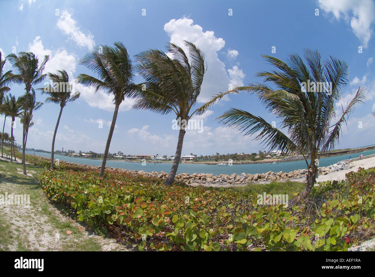 Jupiter inlet Jupiter Florida palm trees tropical Stock Photo - Alamy