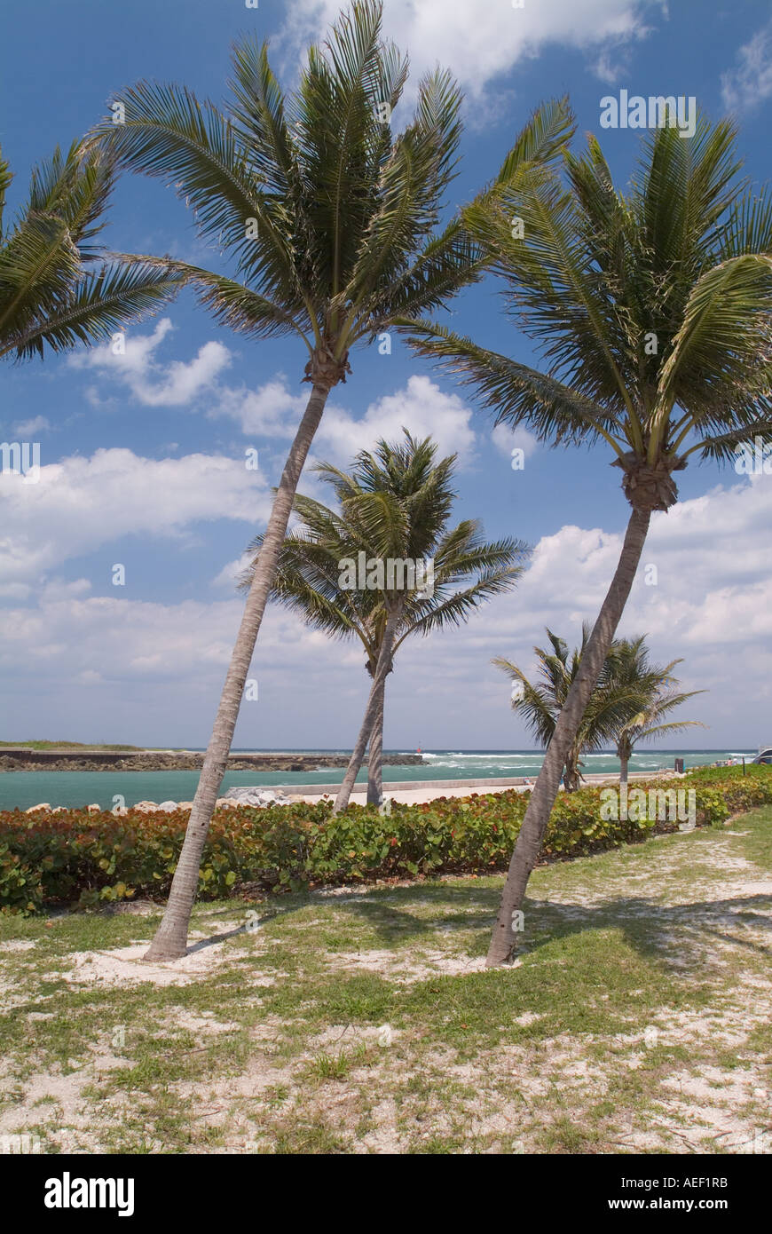 Jupiter inlet Jupiter Florida palm trees tropical Stock Photo - Alamy