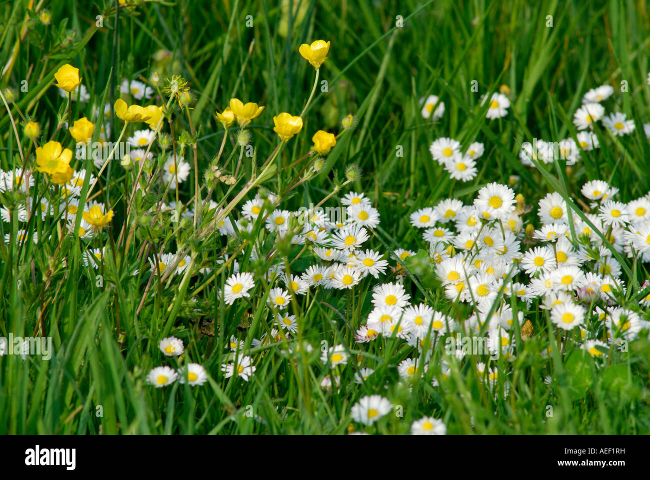 Daisy daisies roadside hi-res stock photography and images - Alamy