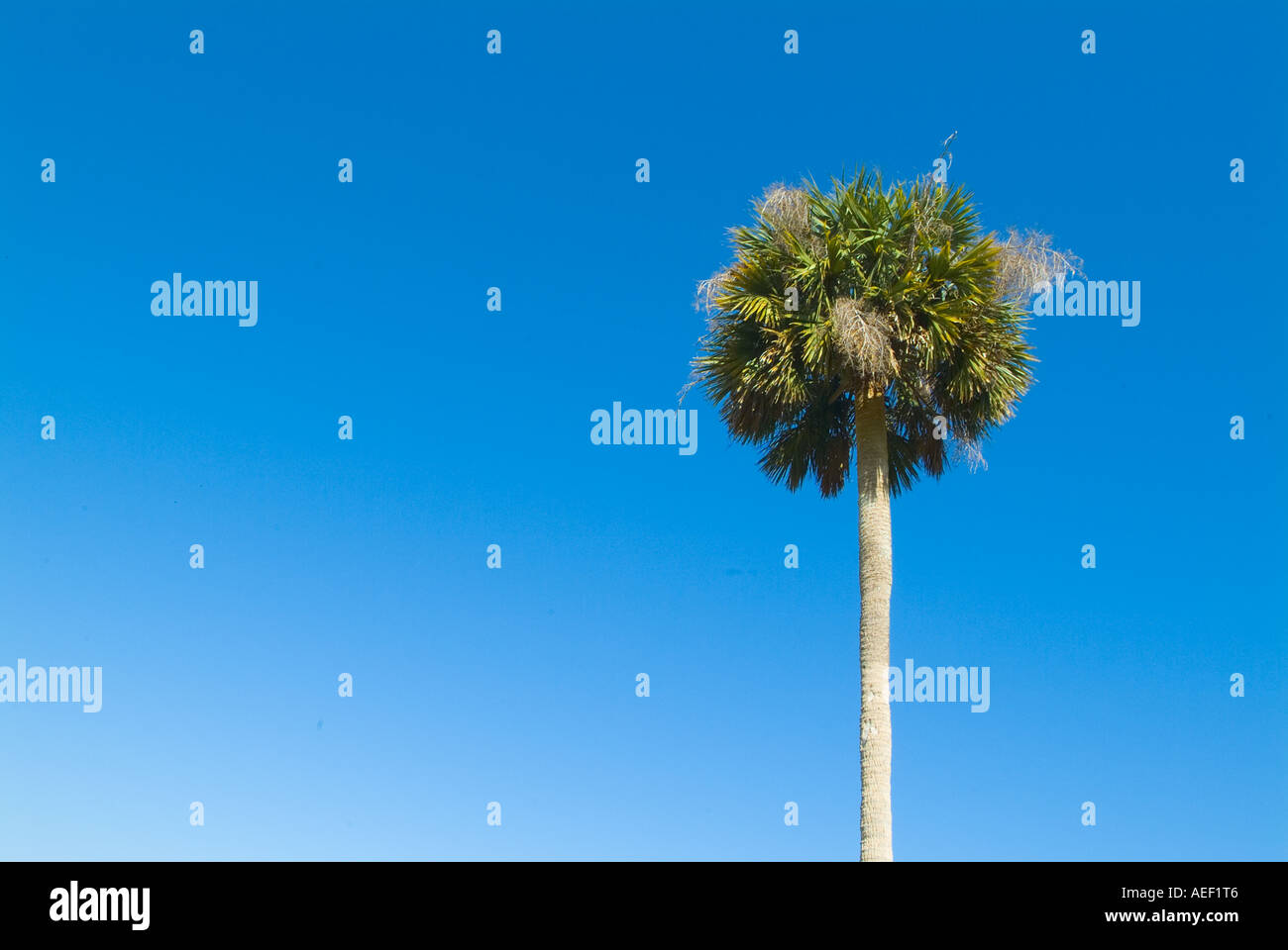 single palm tree against blue sky trees tropical Stock Photo - Alamy