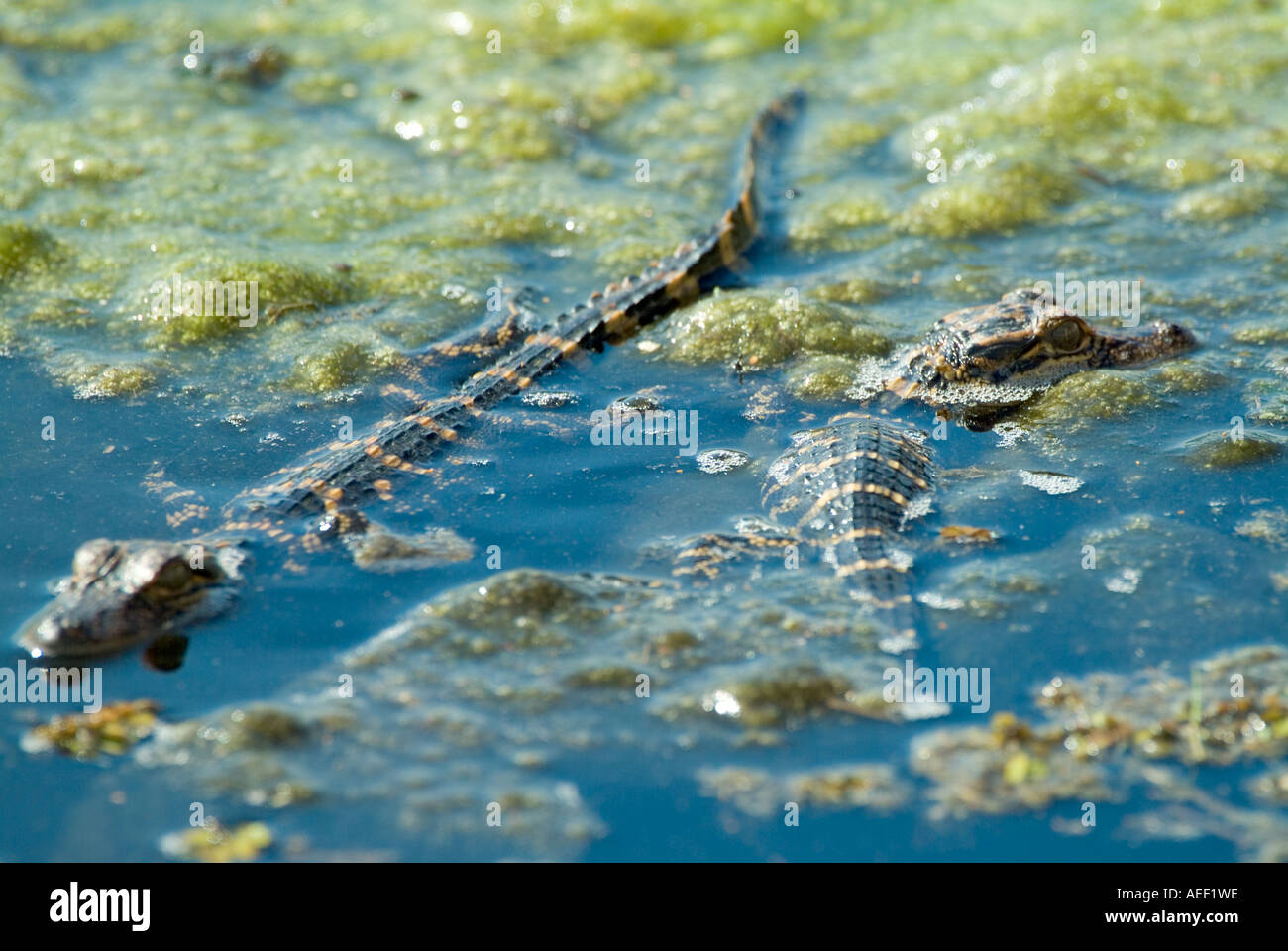 baby American alligators reptiles immature juvenile alligator ...
