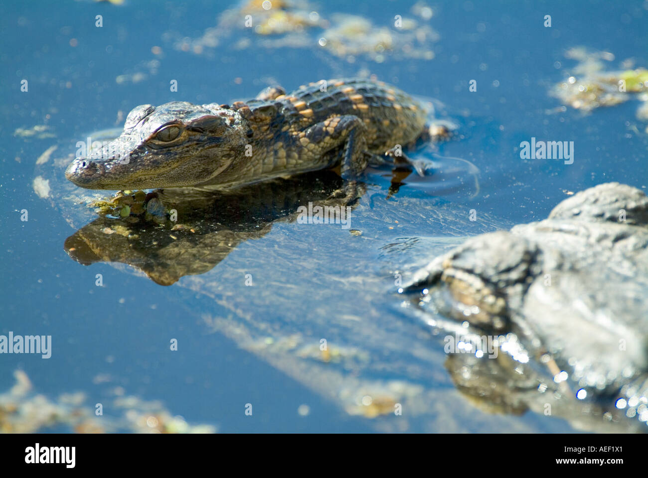 Juvenile american alligators hi-res stock photography and images - Alamy