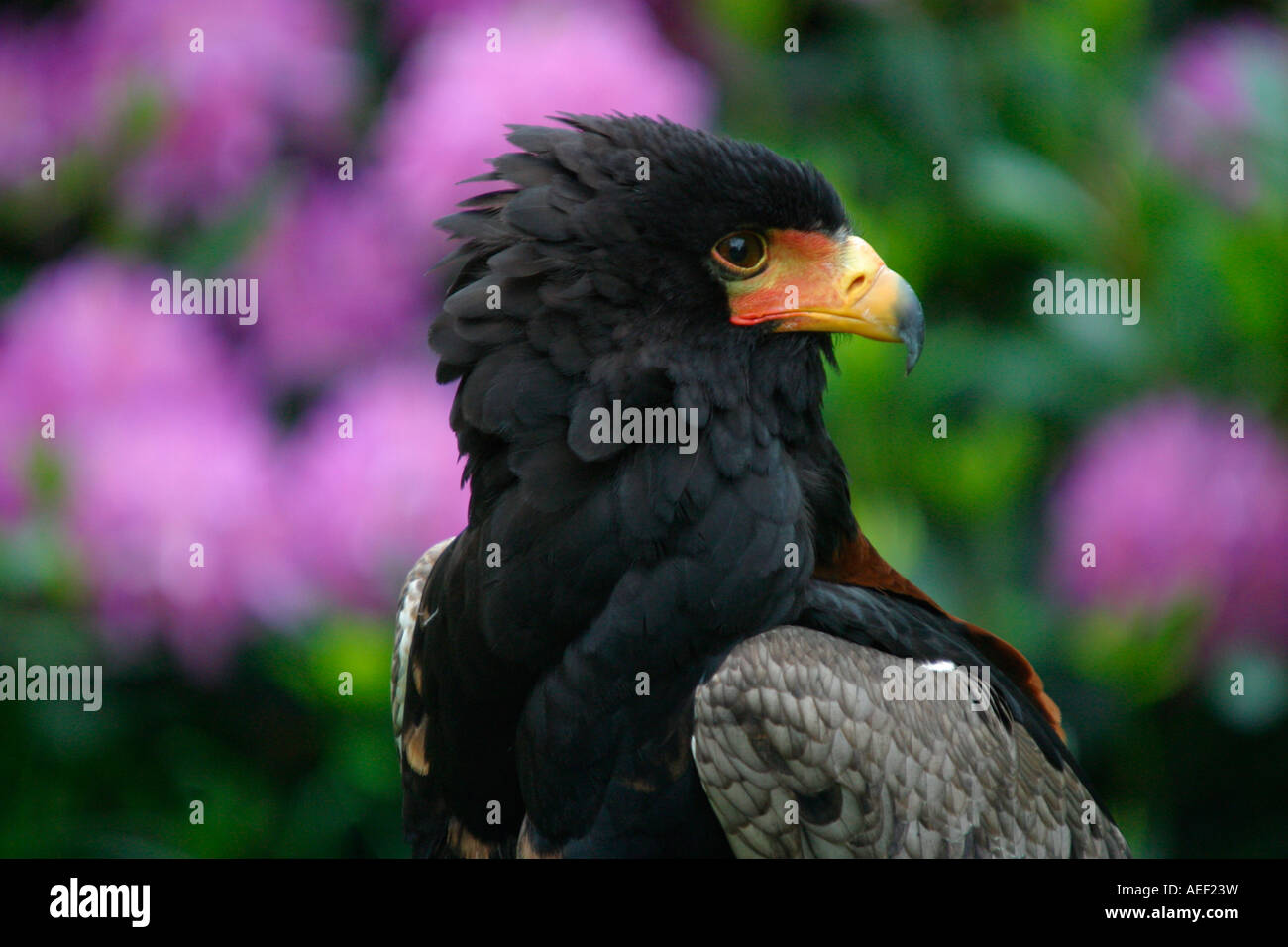 Bataleur eagle hi-res stock photography and images - Alamy