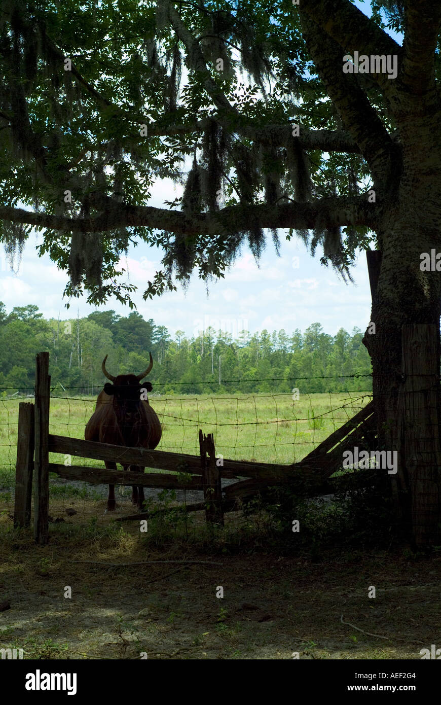 Dudley Farm Historic State Park Florida Florida Cracker cow farming ...