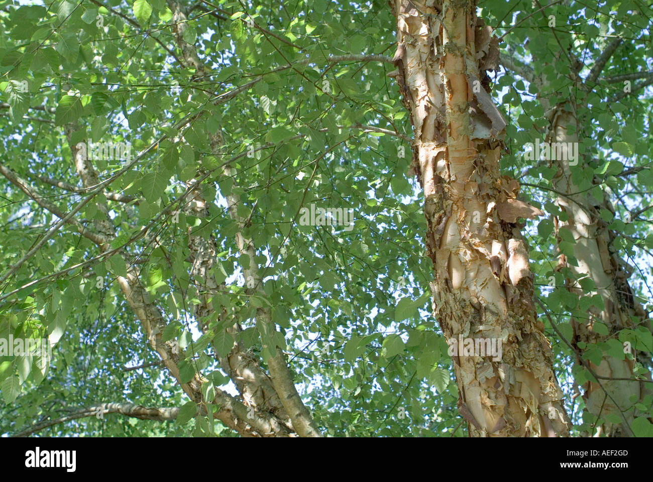 River Birch tree Betula nigra trees bark Stock Photo - Alamy