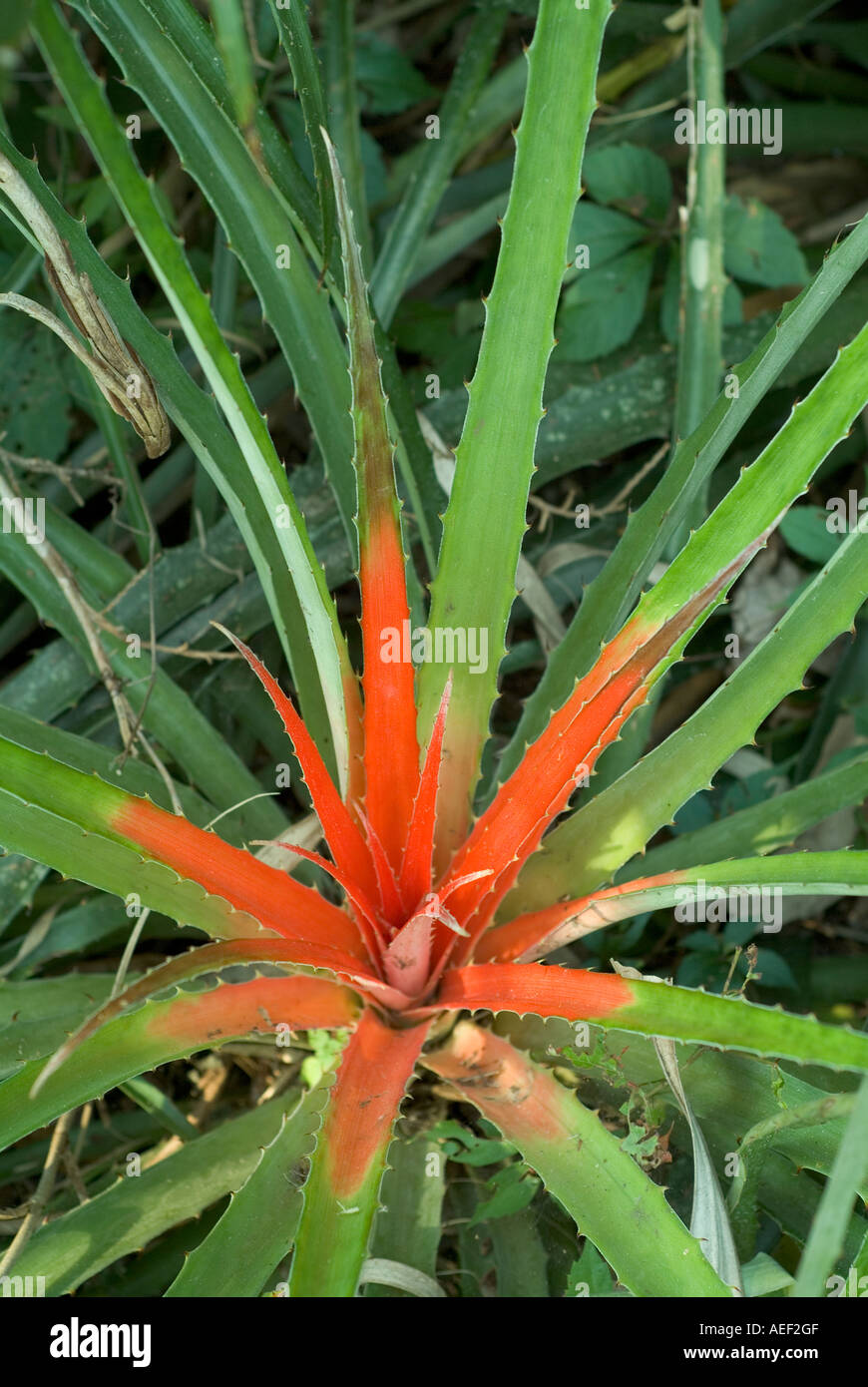 heart of flame plant Bromelia balansae Stock Photo - Alamy