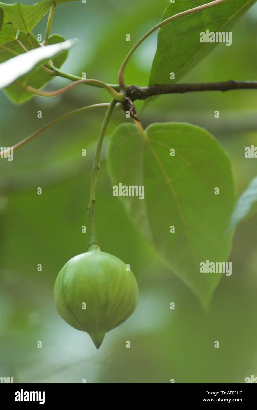 tung tree Aleurites fordii leaves and fruit China Woodoil tree Stock ...