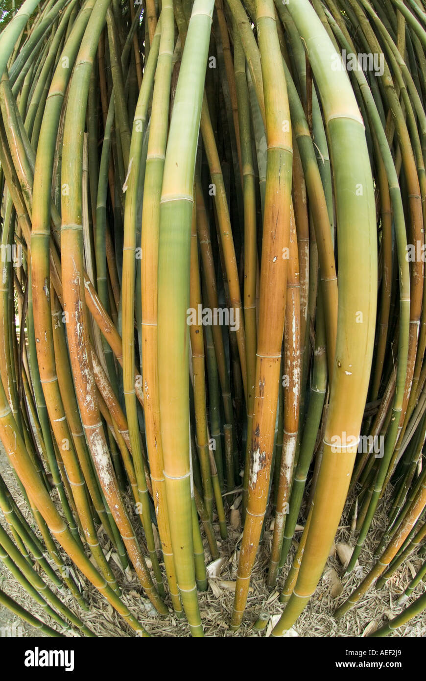 wong chuk bamboo weaver s bamboo Bambusa textilis Stock Photo - Alamy