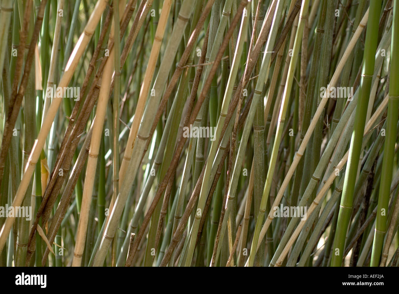 bamboo cluster dense thick growth Stock Photo - Alamy