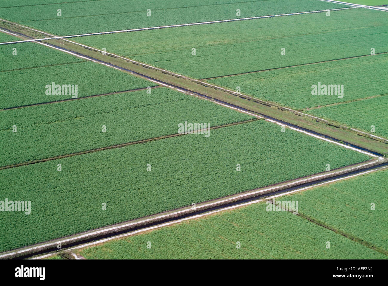 sugarcane sugar cane farming agriculture South Florida Stock Photo - Alamy