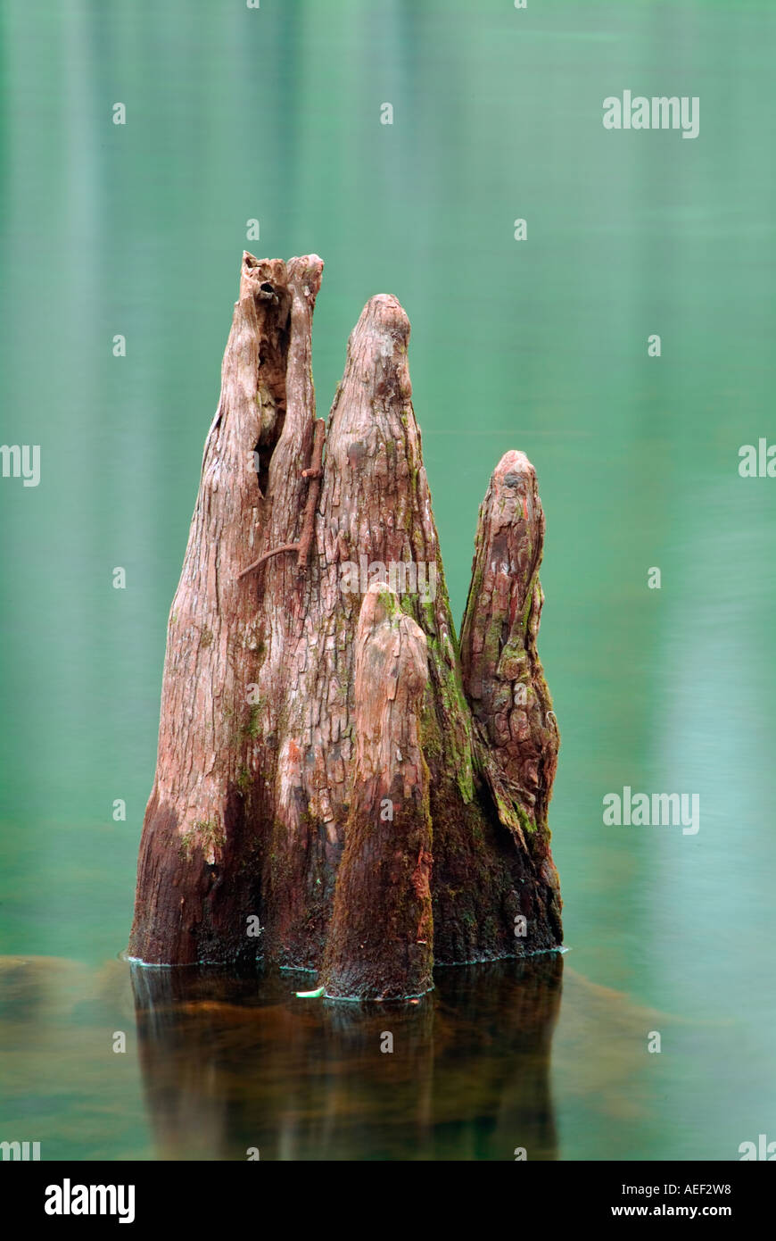 Cypress knees florida hi-res stock photography and images - Alamy