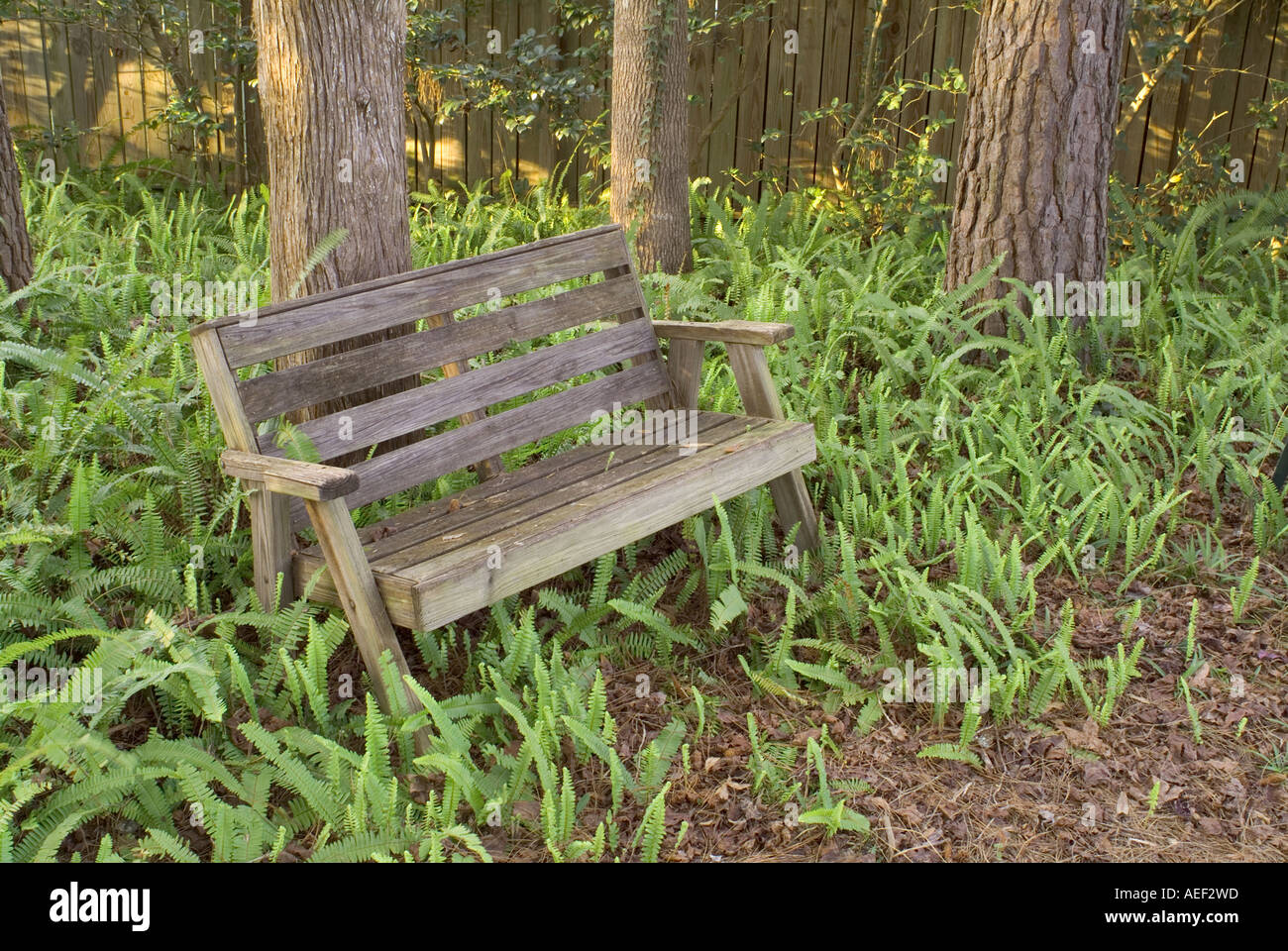 worn weathered wooden bench in backyard surrounded by ferns aged worn ...