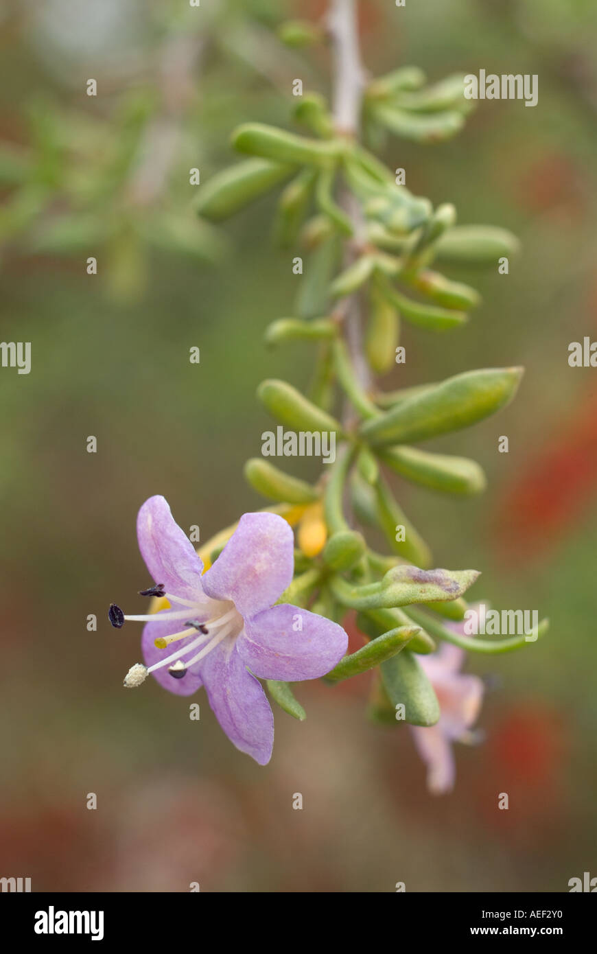 Christmas Berry Lycium carolinianum shrub coastal Florida plant purple ...