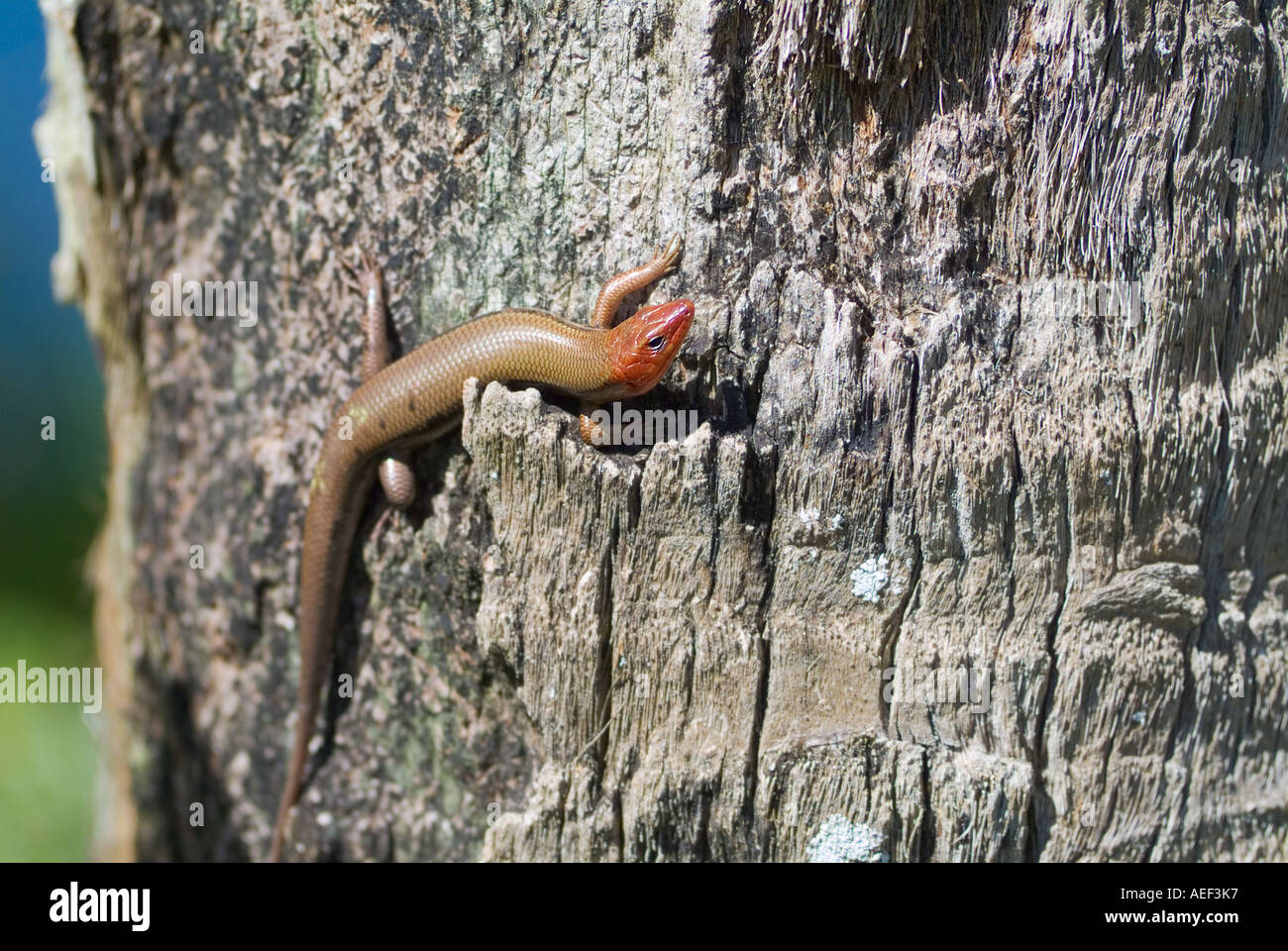 male Broadhead Skink Eumeces laticeps skink family reddish head in ...