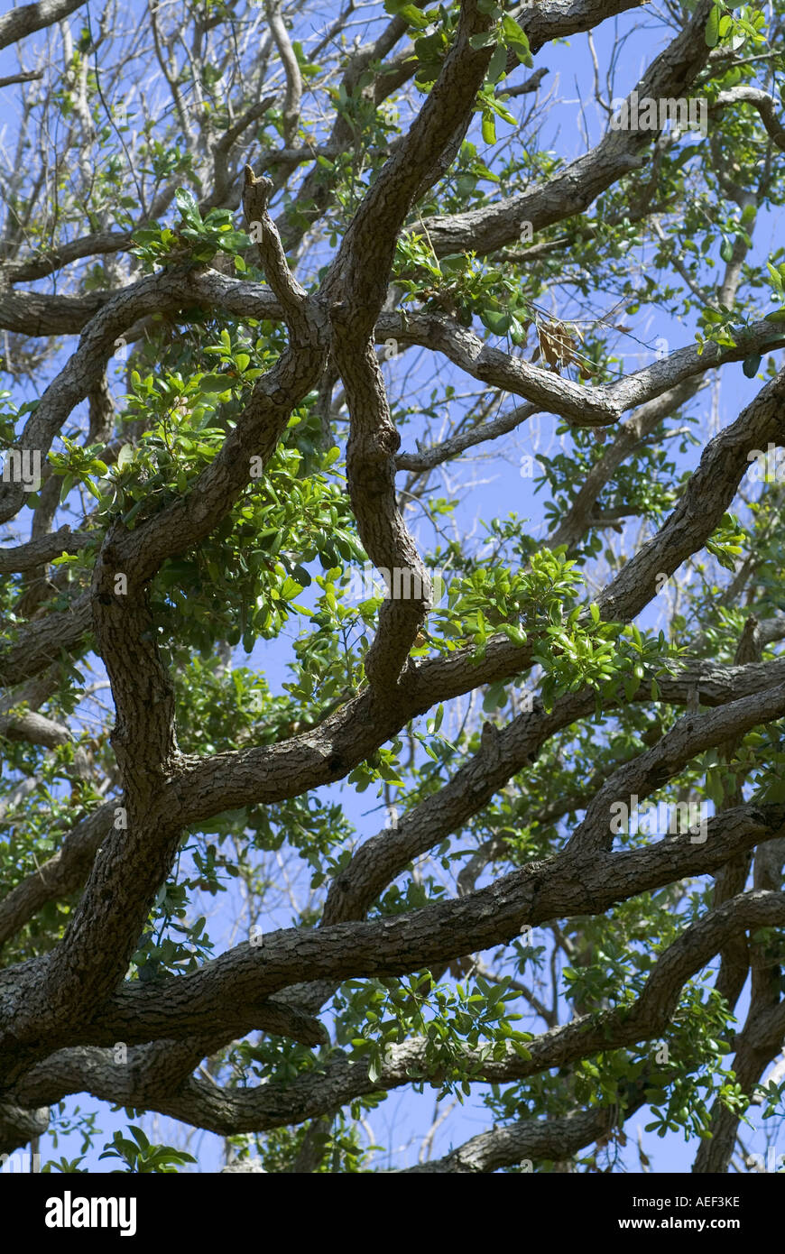 oak tree branches trees looking up into oak tree canopy Stock Photo - Alamy